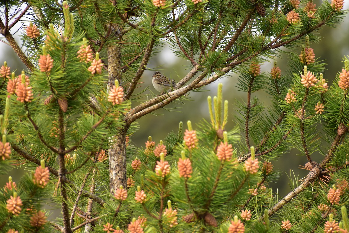 eBird Checklist - 11 Jun 2023 - Gustavus--Airport Loop - 9 species