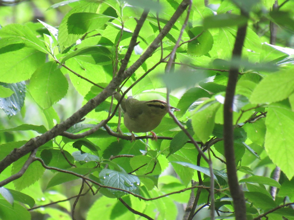 eBird Checklist - 17 Jun 2023 - Ramapo Valley County Reservation - 39 ...
