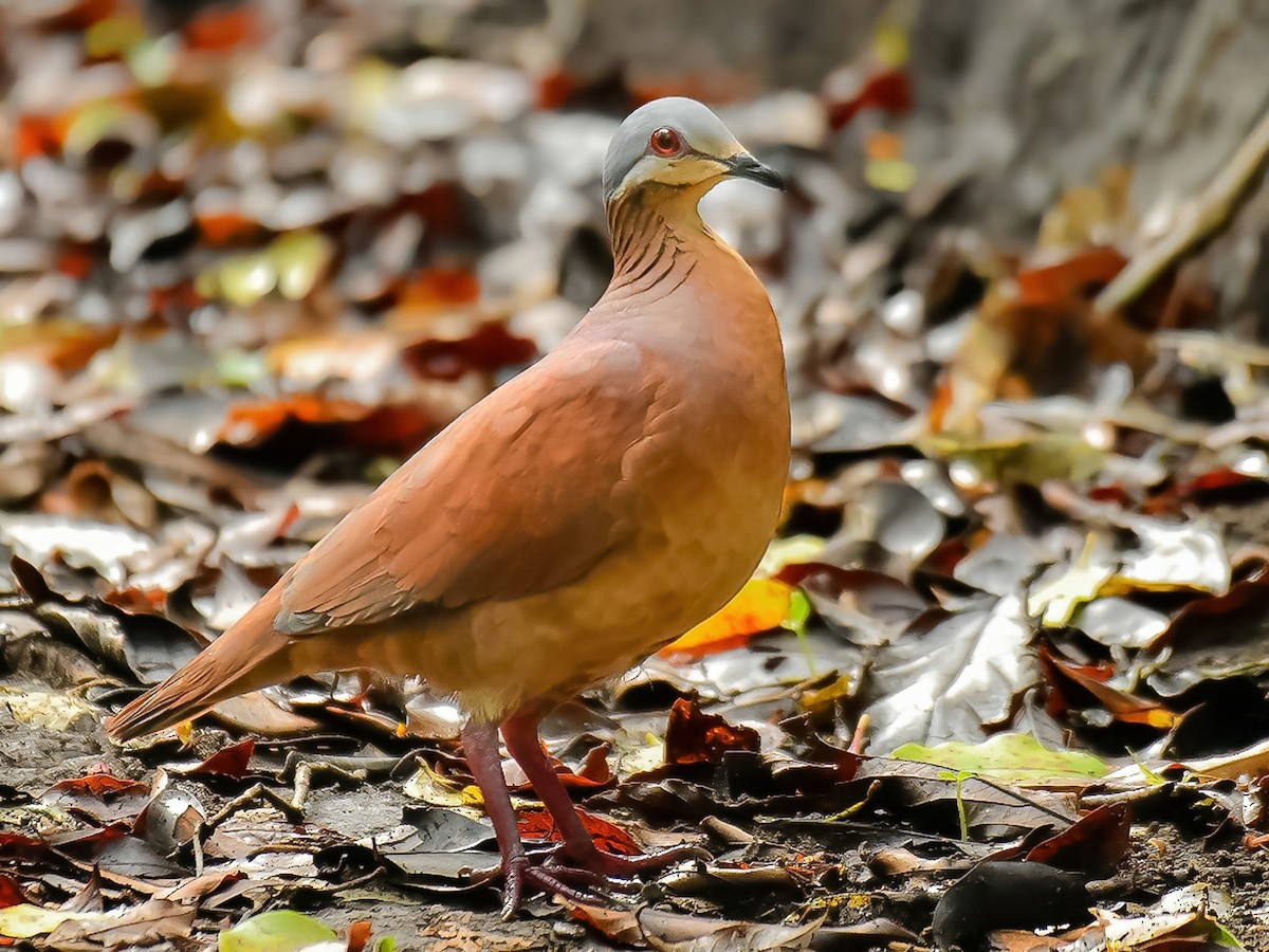 Chiriqui Quail-Dove - Zentrygon chiriquensis - Birds of the World