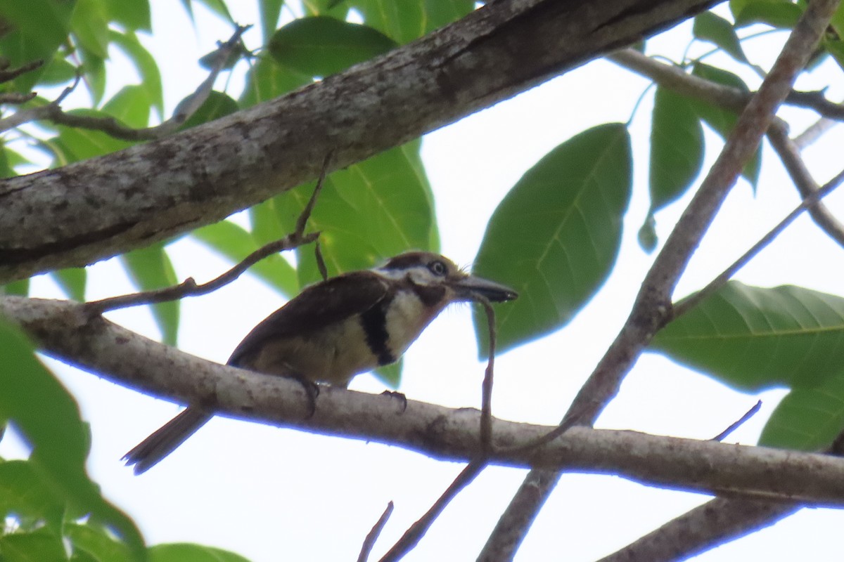 Russet-throated Puffbird - Hypnelus ruficollis - Media Search ...