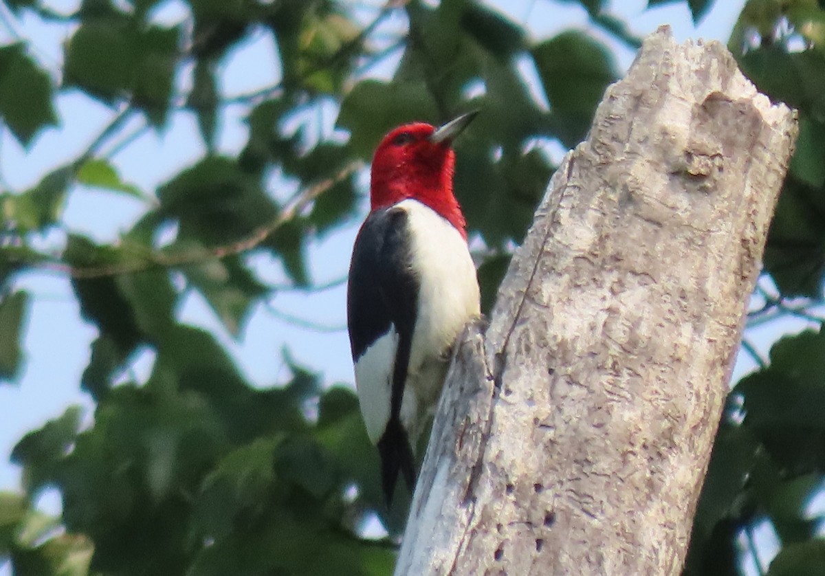 eBird Checklist - 17 Jun 2023 - Patuxent River SP--Howard Chapel Rd ...