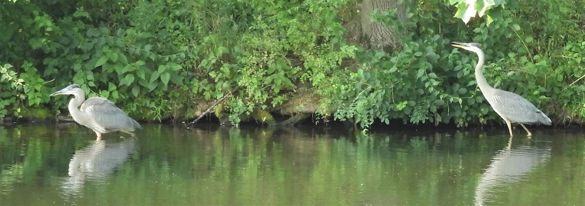 eBird Checklist - 17 Jun 2023 - Daniels Run Park - 26 species