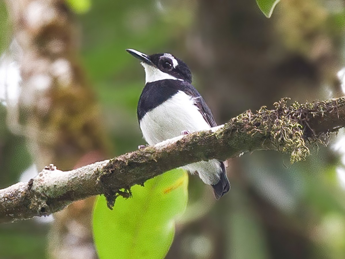 White-spotted Wattle-eye - Dyaphorophyia tonsa - Birds of the World