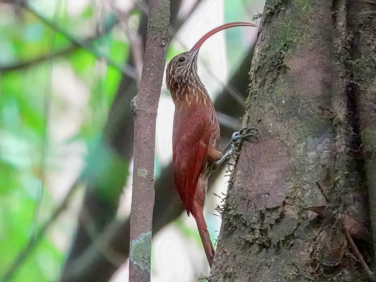 Curve-billed Scythebill - Campylorhamphus procurvoides - Birds of the World