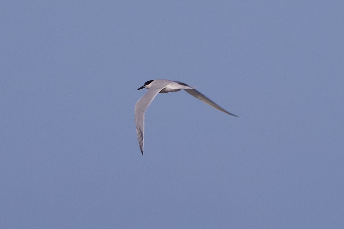 eBird Checklist - 17 Jun 2023 - Foul bay Ocean City- Astra C - 9 species