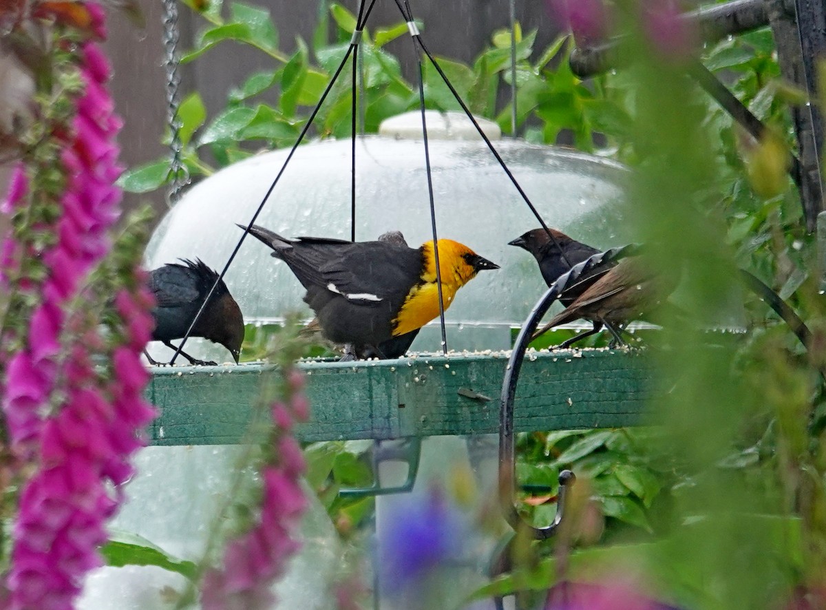 eBird Checklist - 17 Jun 2023 - Carnation - 15 species