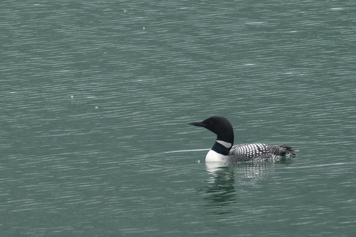 eBird Checklist - 13 Jun 2023 - Jasper National Park--Medicine Lake - 7 ...