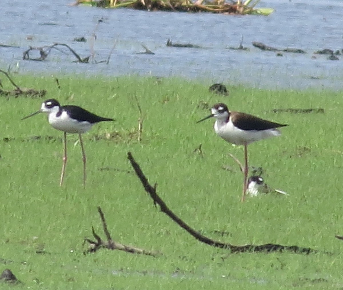 eBird Checklist - 17 Jun 2023 - Paynes Prairie Preserve SP--Bolen Bluff ...