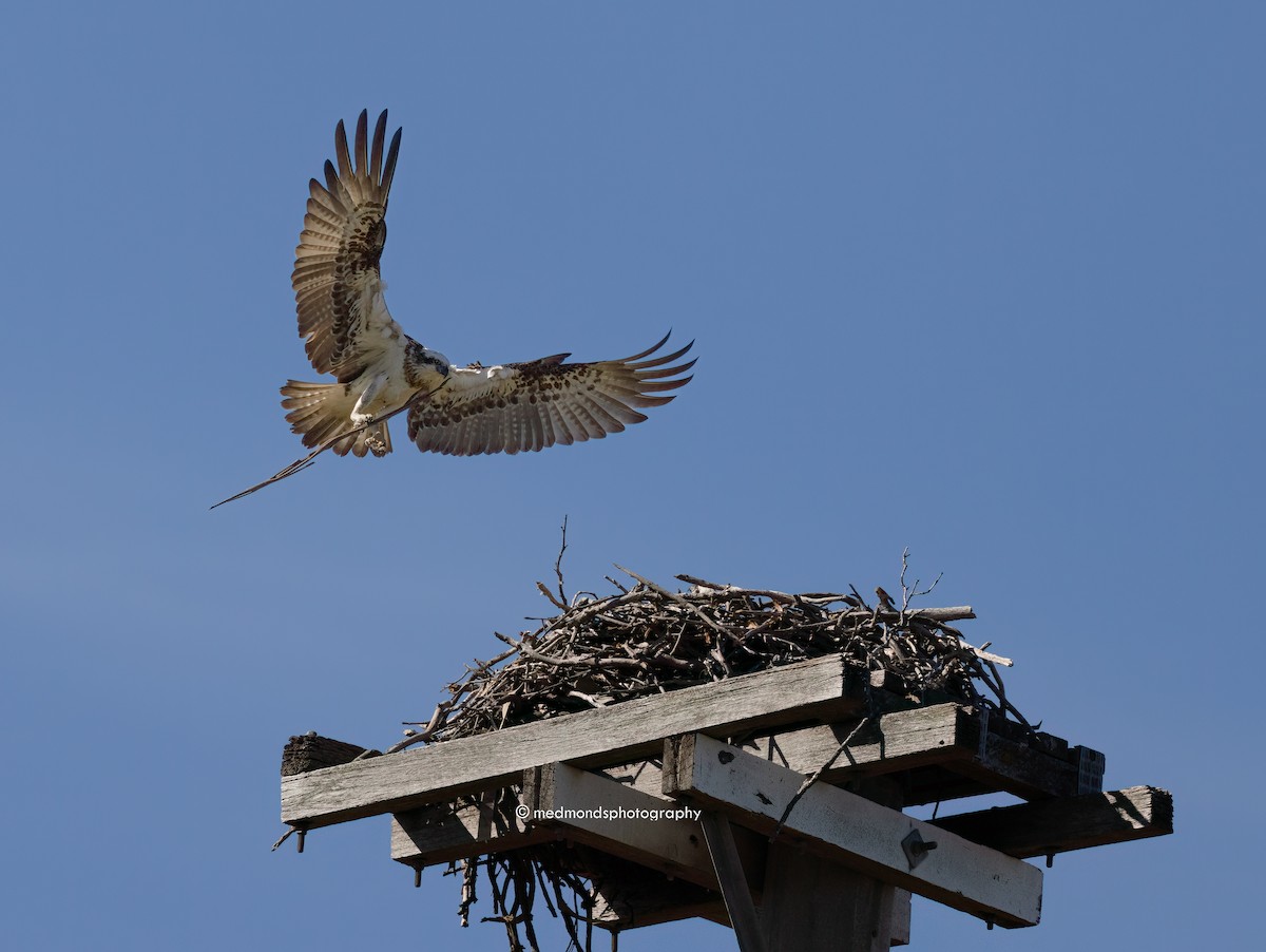 eBird Australia Checklist - 18 Jun 2023 - Sandy Camp Road Wetlands - 40 ...
