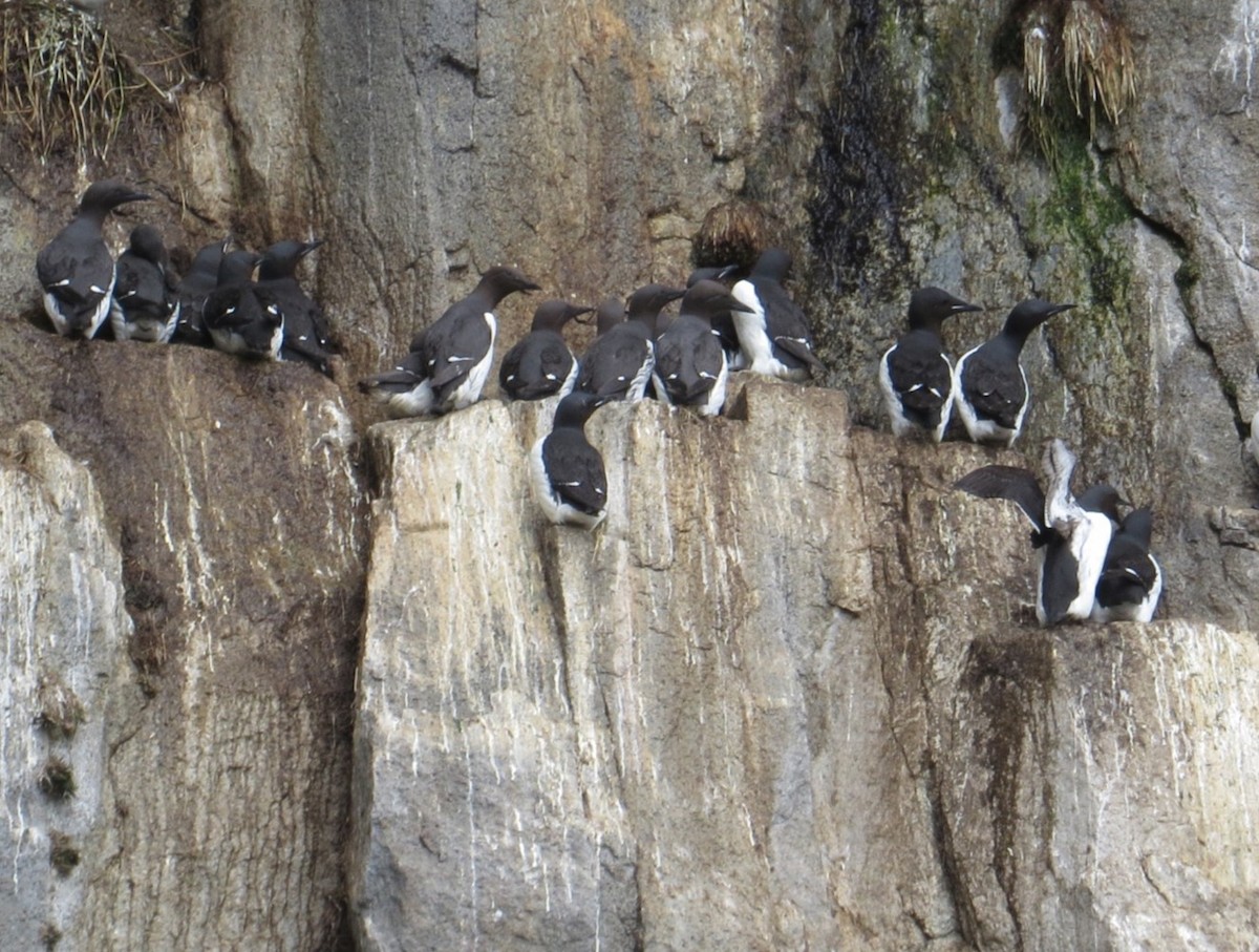 eBird Checklist - 3 Jun 2023 - Alaska Maritime NWR--Chiswell Islands ...