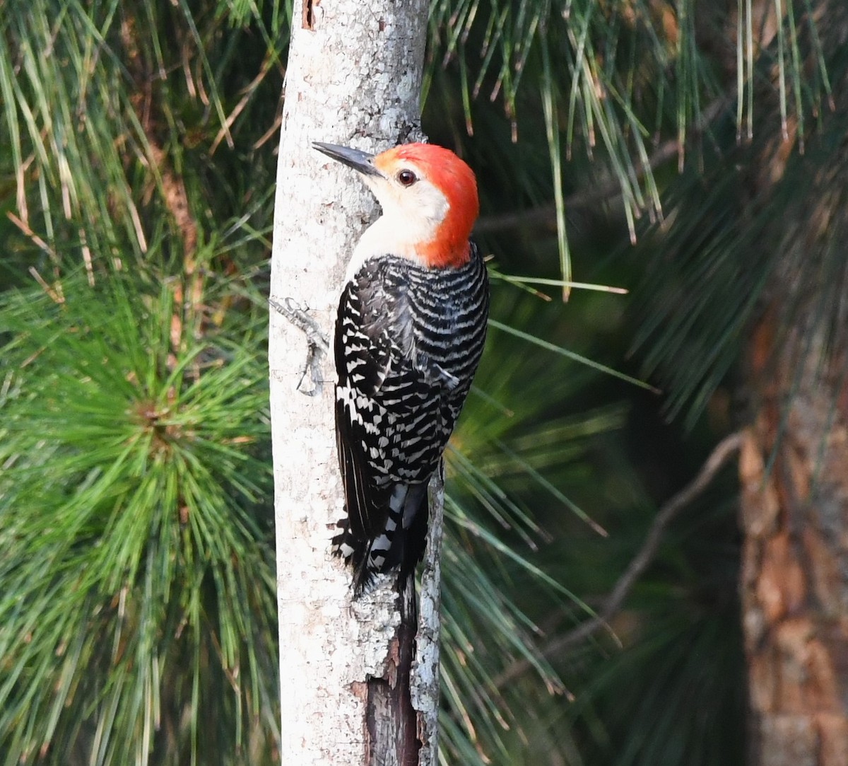 eBird Checklist - 16 Jun 2023 - Home, Kitty Hawk Bay Dr., Colington ...