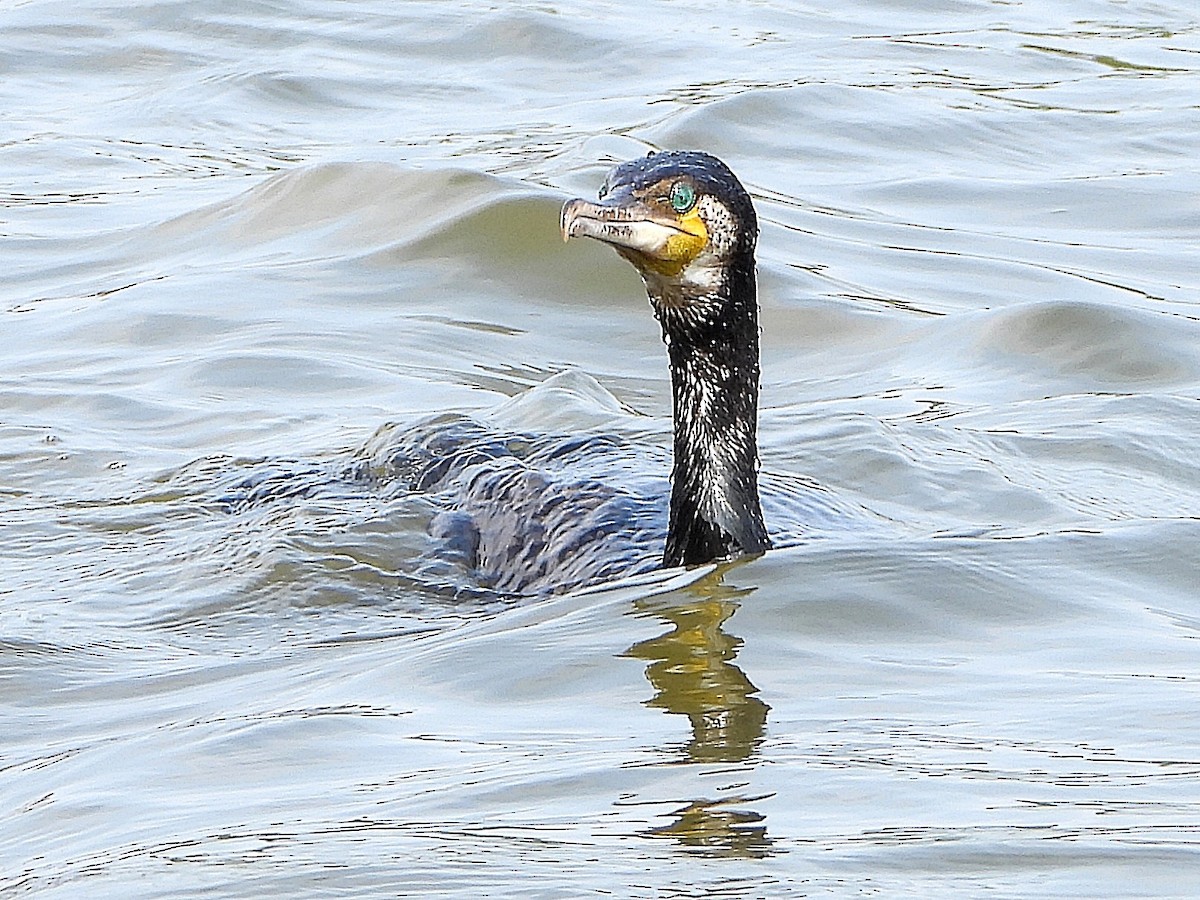eBird Checklist - 18 Jun 2023 - Yeadon Tarn - 9 species (+1 other taxa)