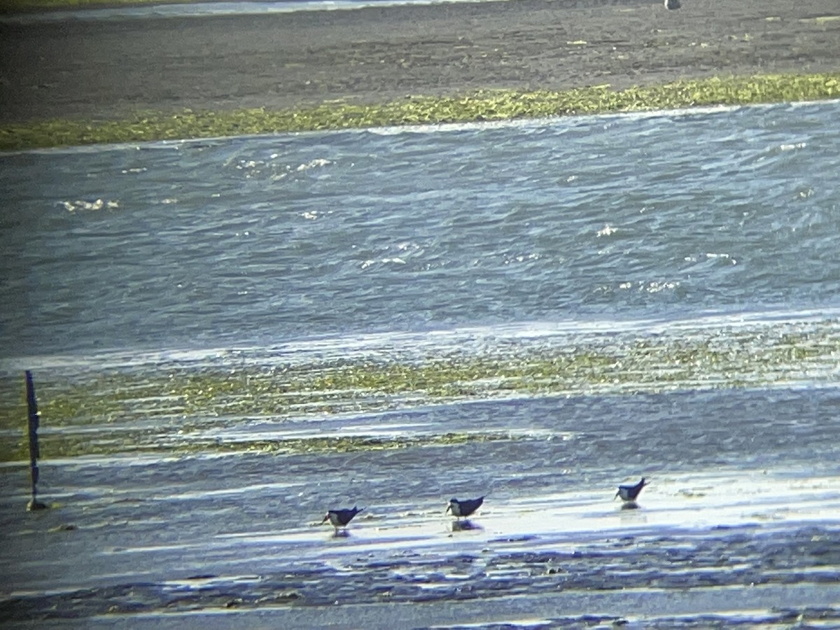 eBird Checklist - 18 Jun 2023 - Bodega Bay--harbor and immediate ...