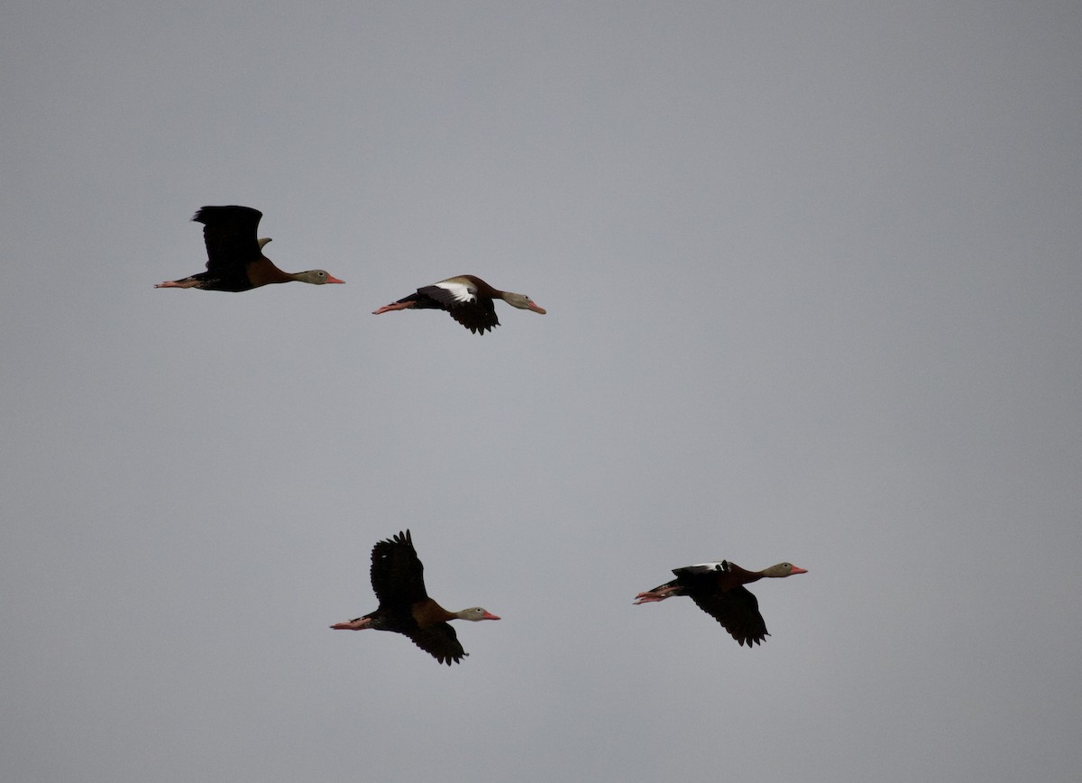 eBird Checklist - 18 Jun 2023 - Pope Paul II Blvd. - 8 species