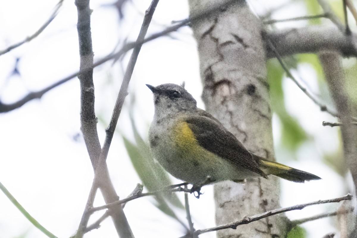 eBird Checklist - 18 Jun 2023 - Encinitas Viewpoint Park - 14 species