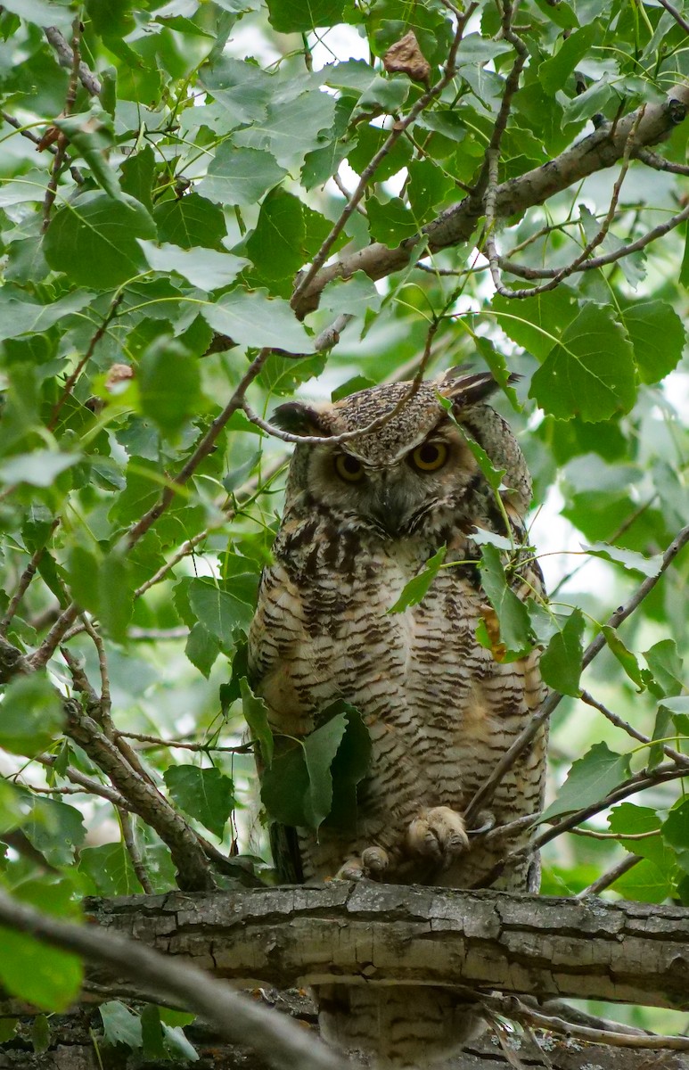 eBird Checklist - 18 Jun 2023 - Medicine Hat--Police Point Park - 31 ...