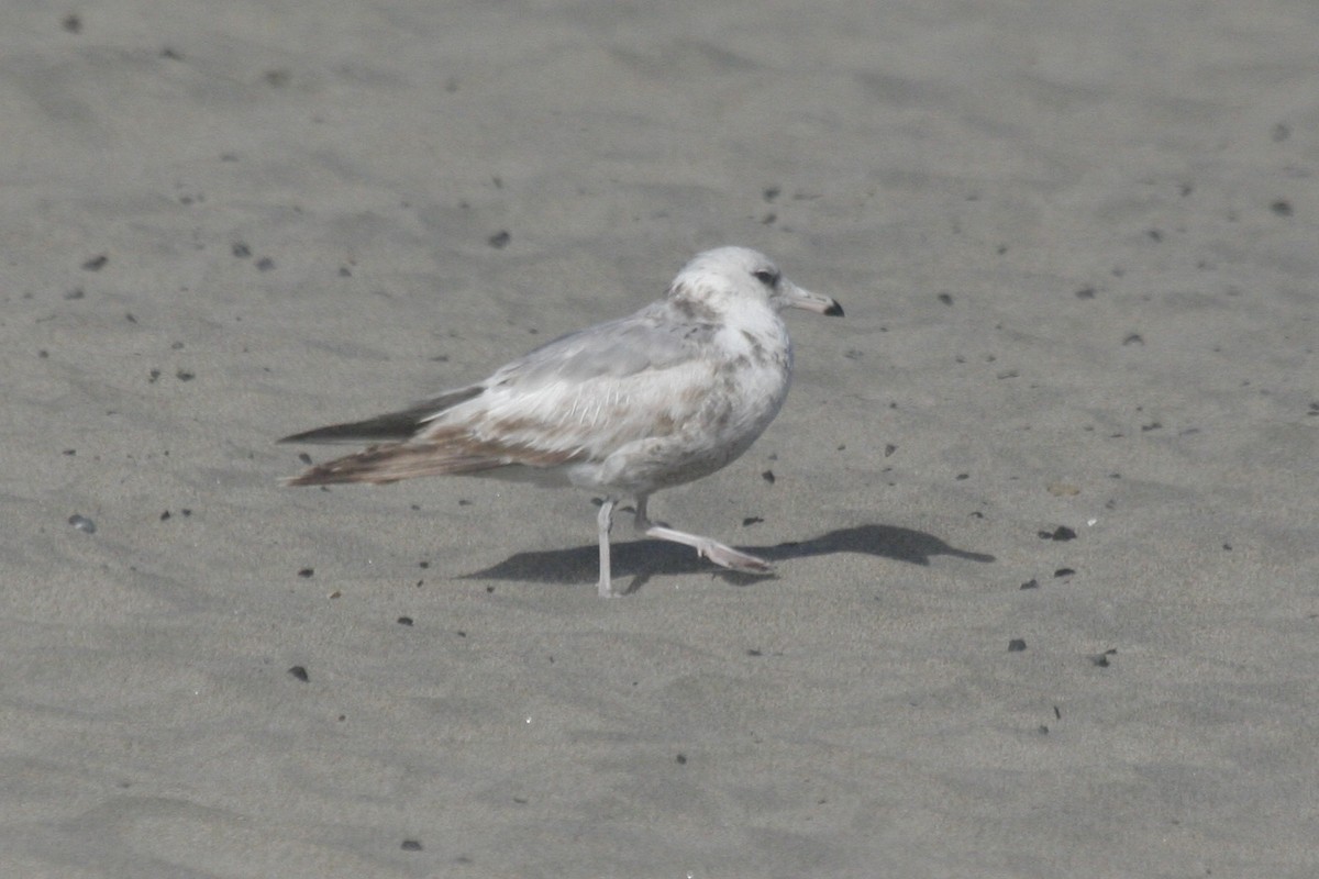 eBird Checklist - 18 Jun 2023 - Ocean Beach Gull flocks - 16 species ...
