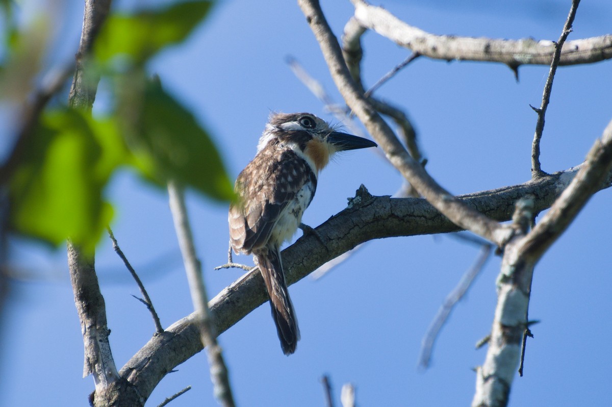 Russet-throated Puffbird - Hypnelus ruficollis - Media Search ...
