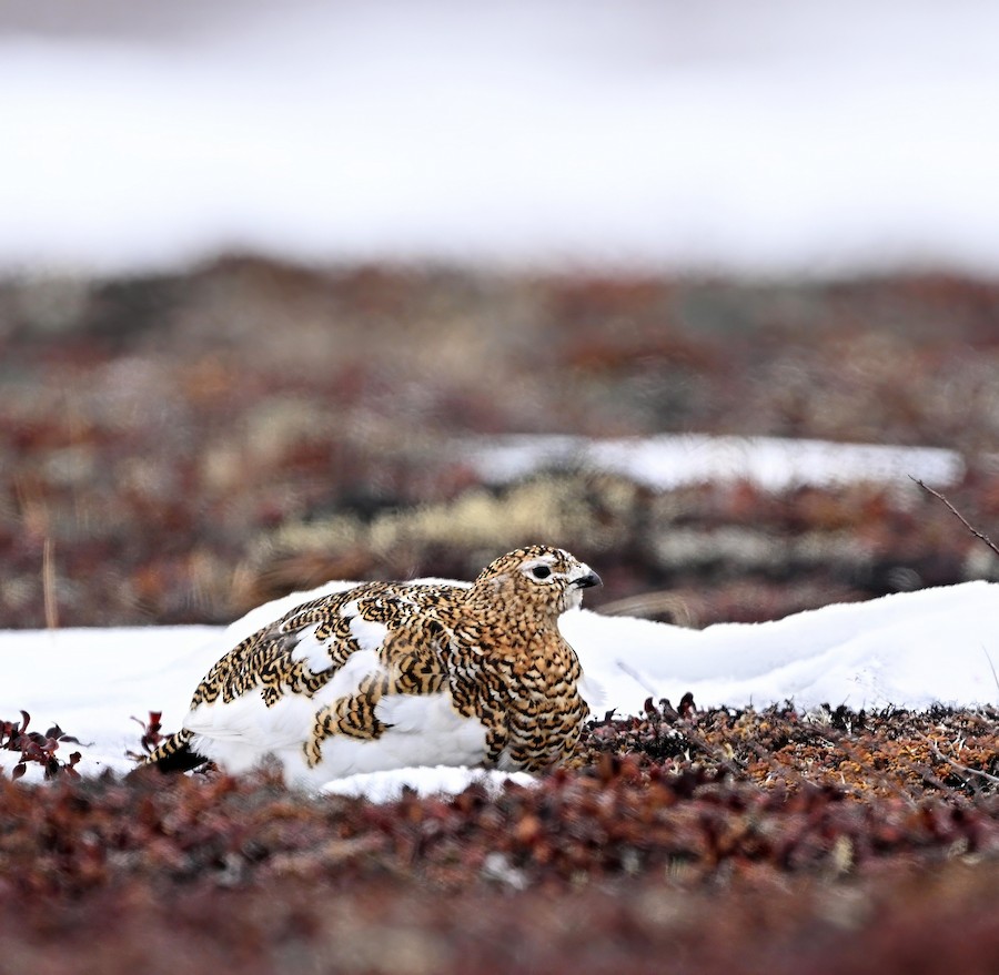 ptarmigan sp. - eBird