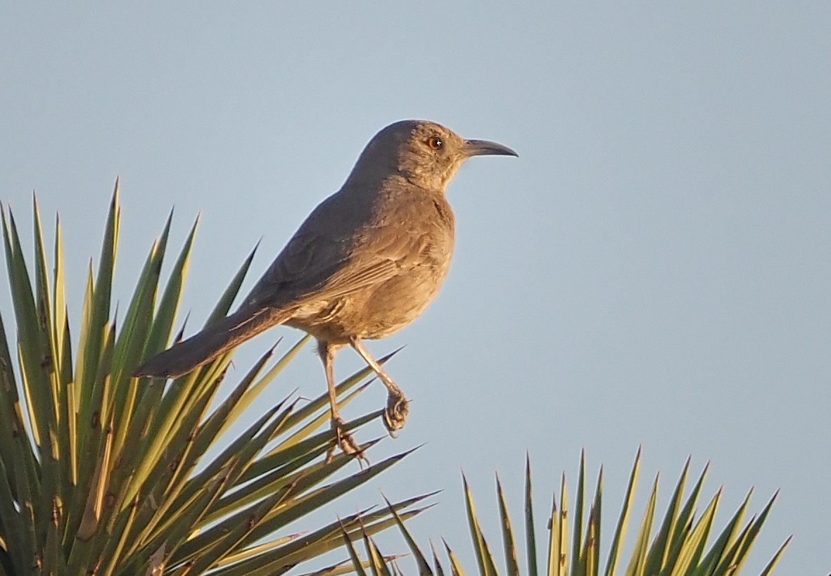 eBird Checklist - 27 May 2023 - Cedar Canyon Road (BETH Spot) - 5 species