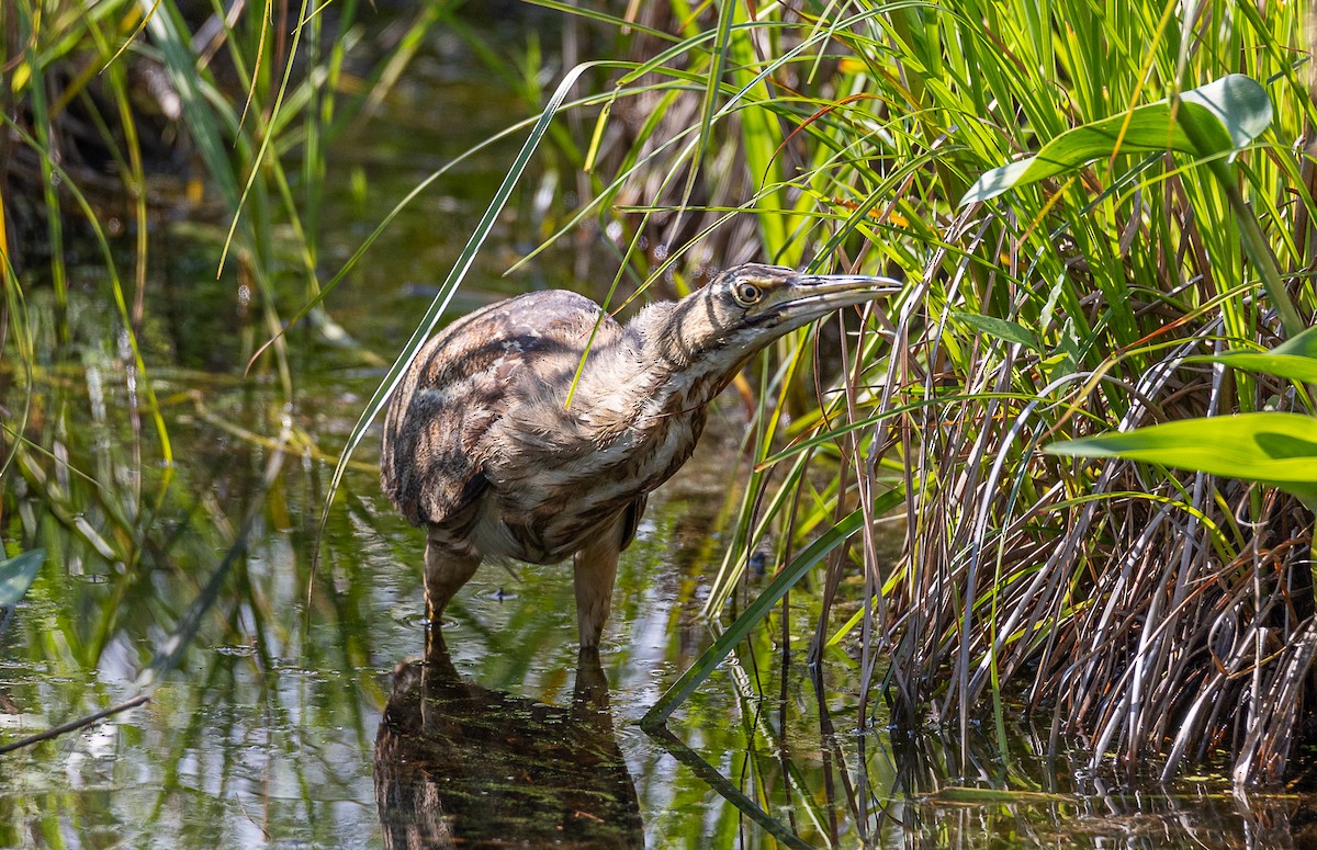 eBird Checklist - 18 Jun 2023 - Burrage Pond WMA - 15 species