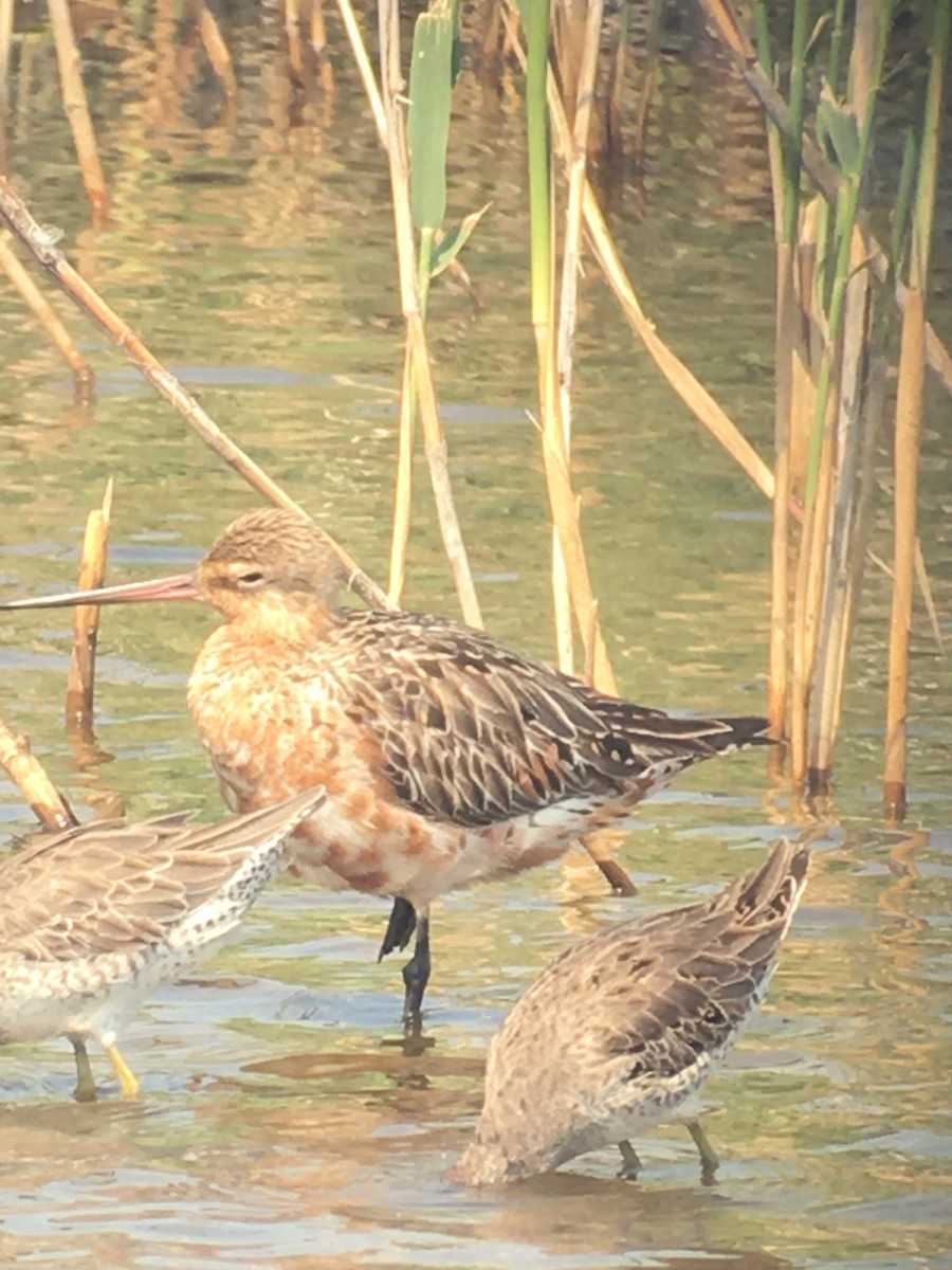 New Jersey eBird Checklist - 18 Jun 2023 - Edwin B. Forsythe NWR ...
