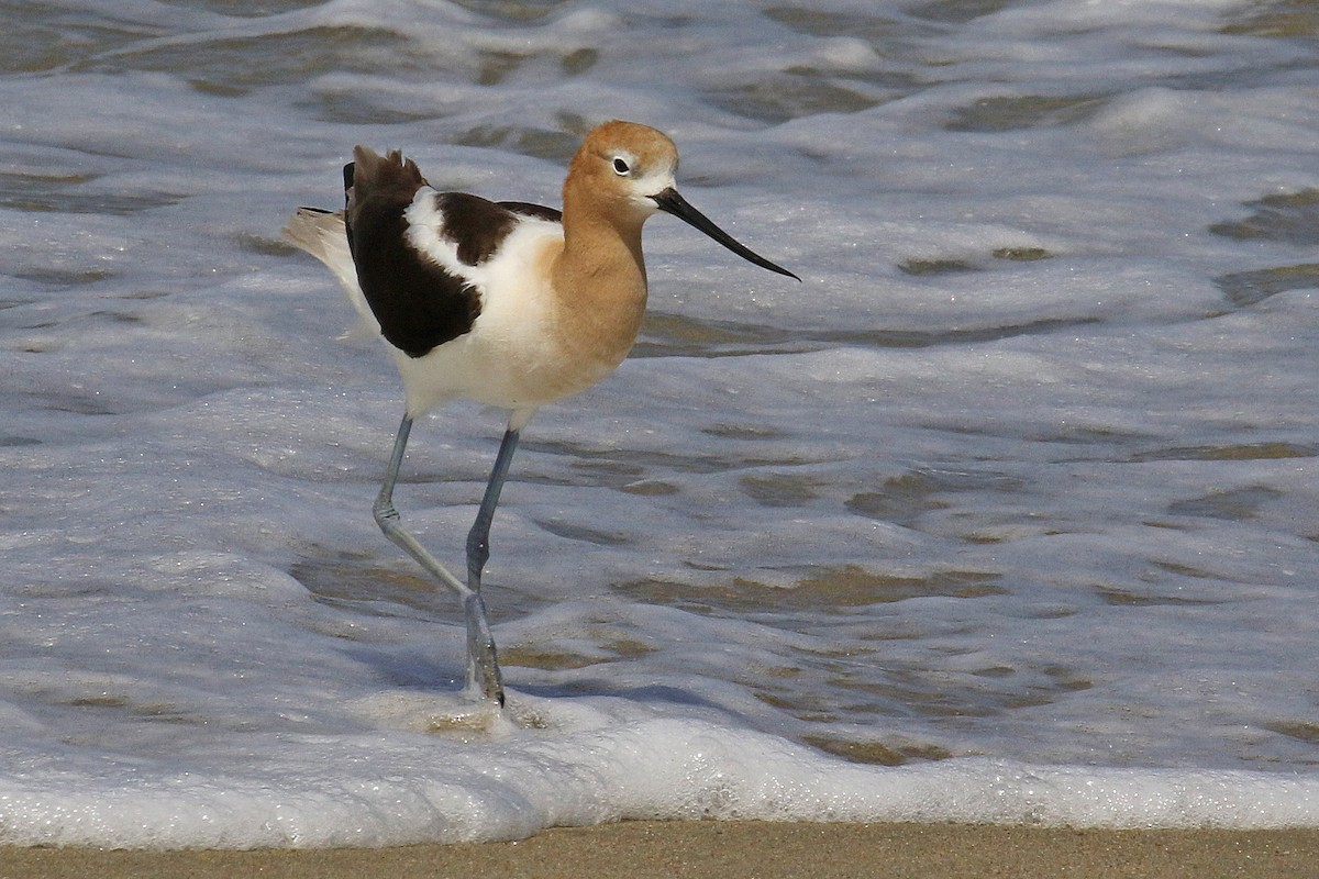 eBird Checklist - 18 Jun 2023 - Salinas River NWR - 41 species