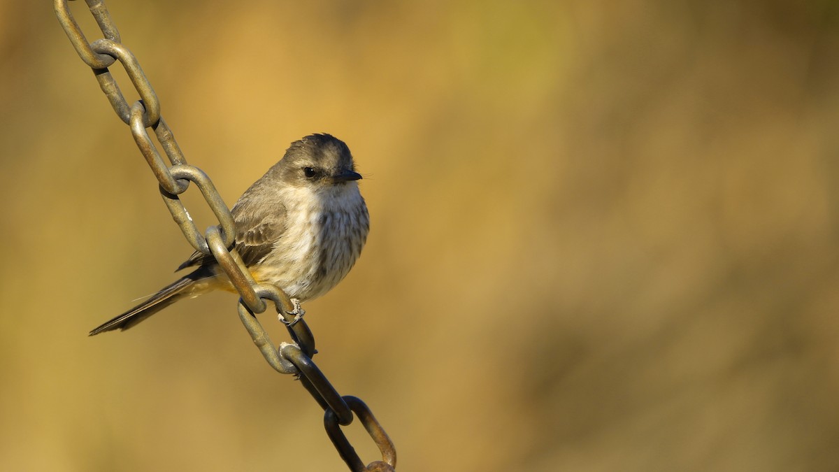 eBird Checklist - 4 Jun 2023 - Tapalpa - 8 species