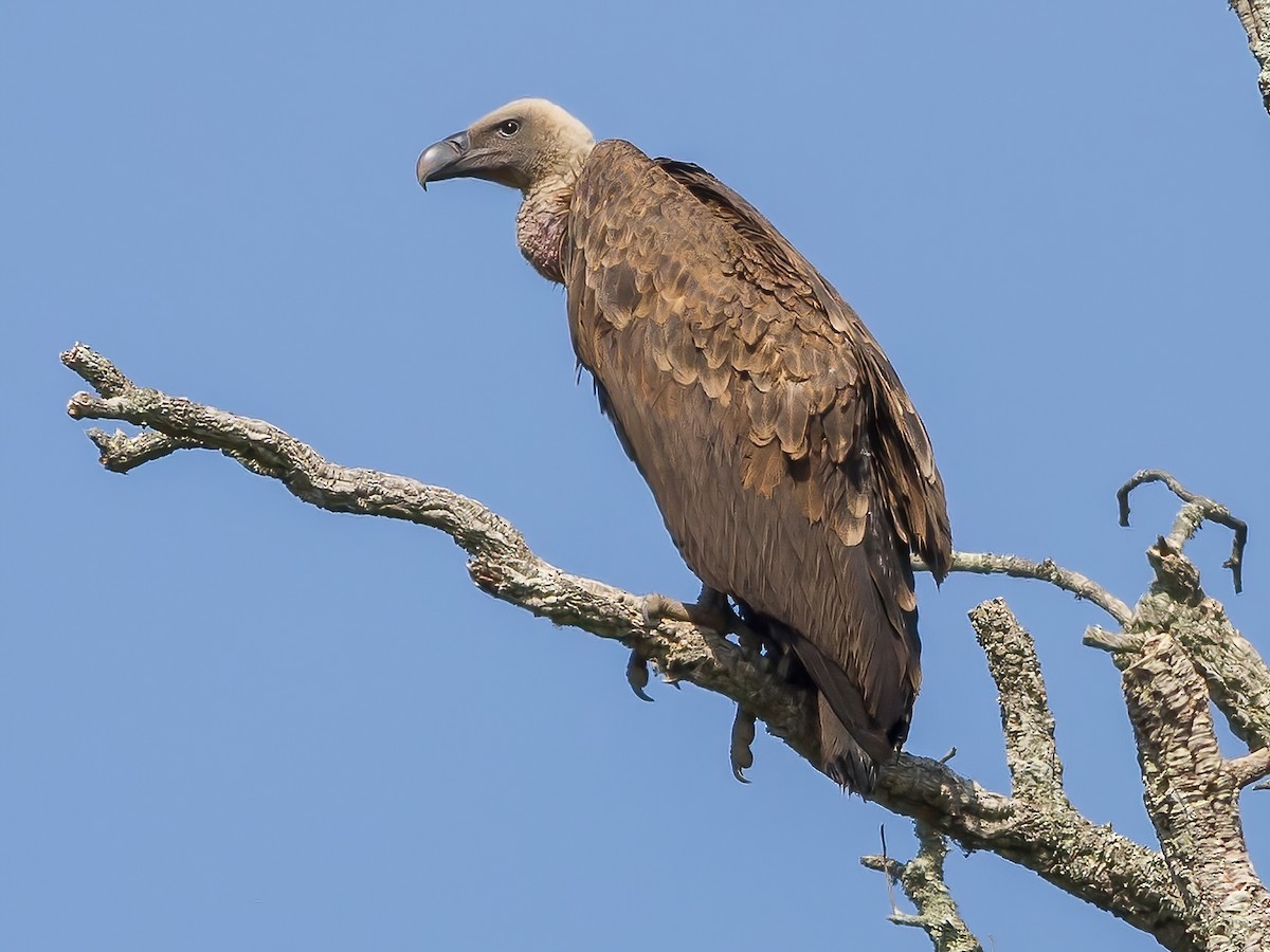 Rüppell's Griffon - Gyps rueppelli - Birds of the World