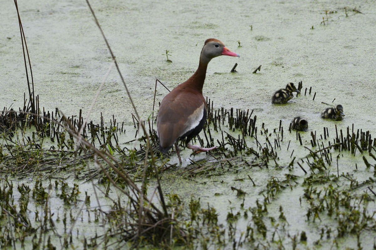 eBird Checklist - 14 Jun 2023 - Pinckney Island NWR - 22 species
