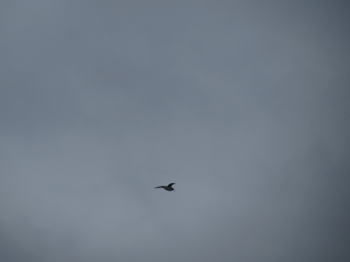 eBird Checklist - 18 Jun 2023 - Stratton Island - 31 species