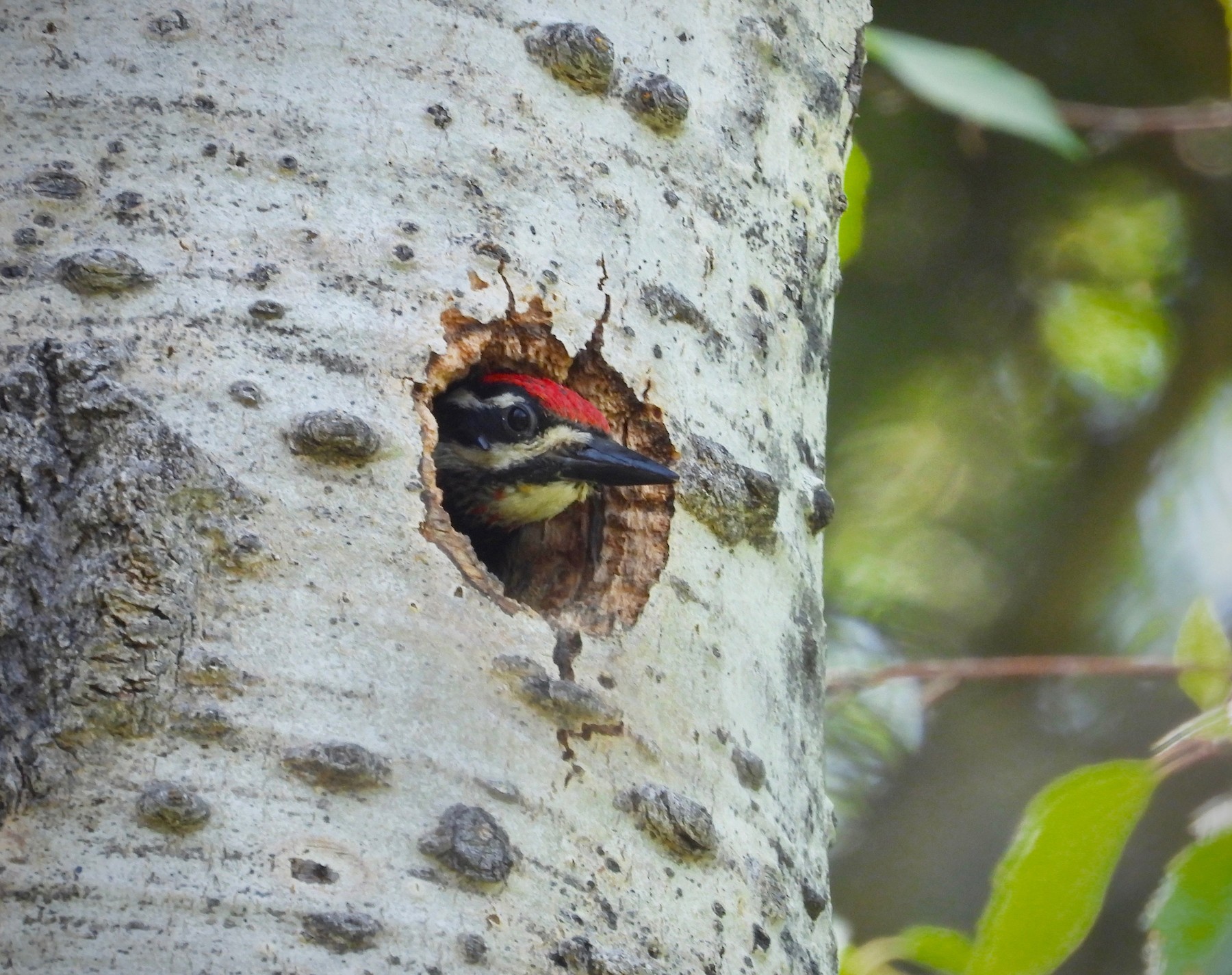 Yellow-bellied x Red-naped Sapsucker (hybrid) - eBird
