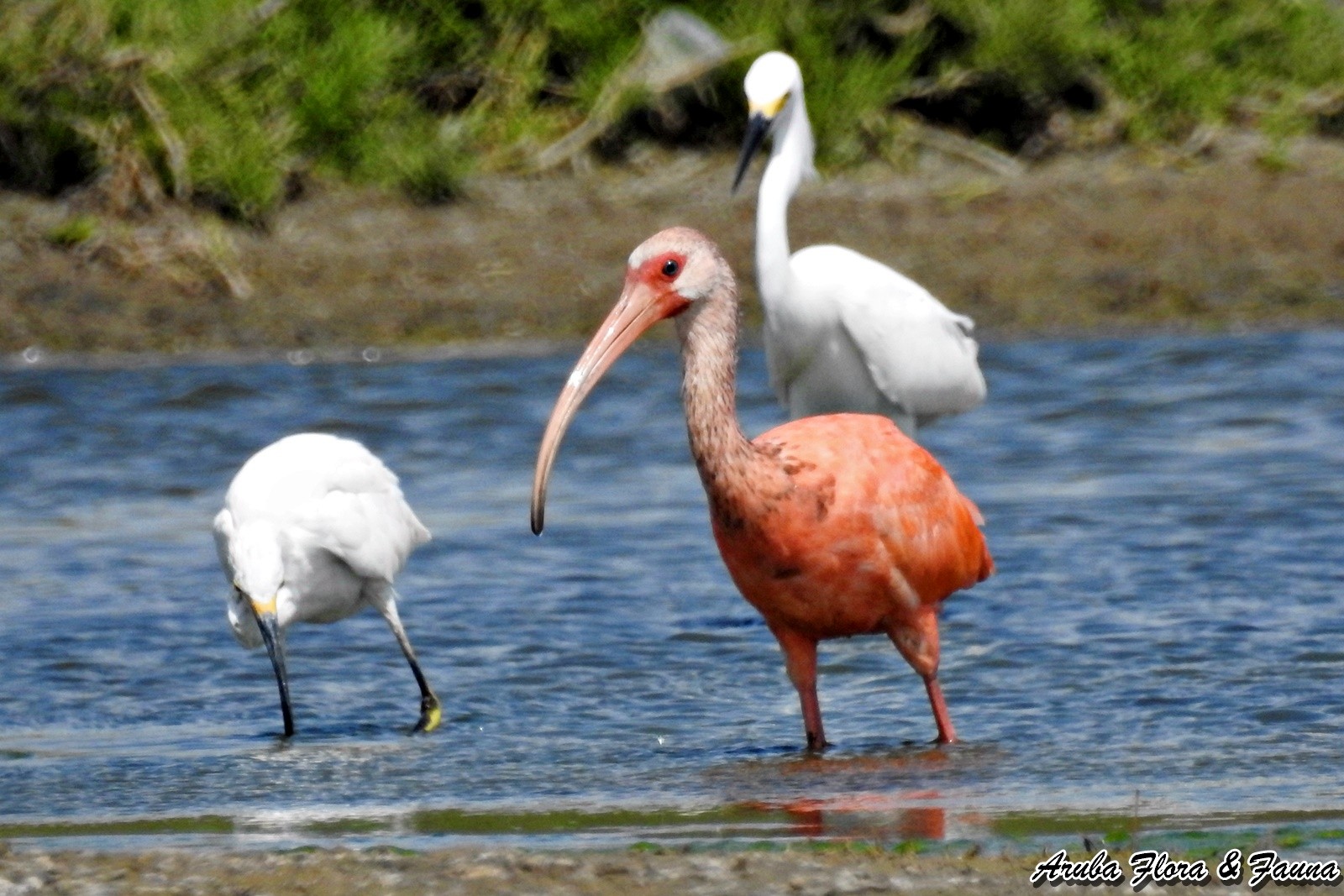 Ibis Blanco x Escarlata (híbrido) - eBird