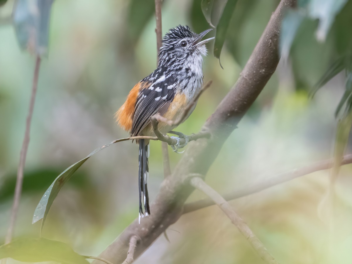 Striated Antbird - Drymophila devillei - Birds of the World