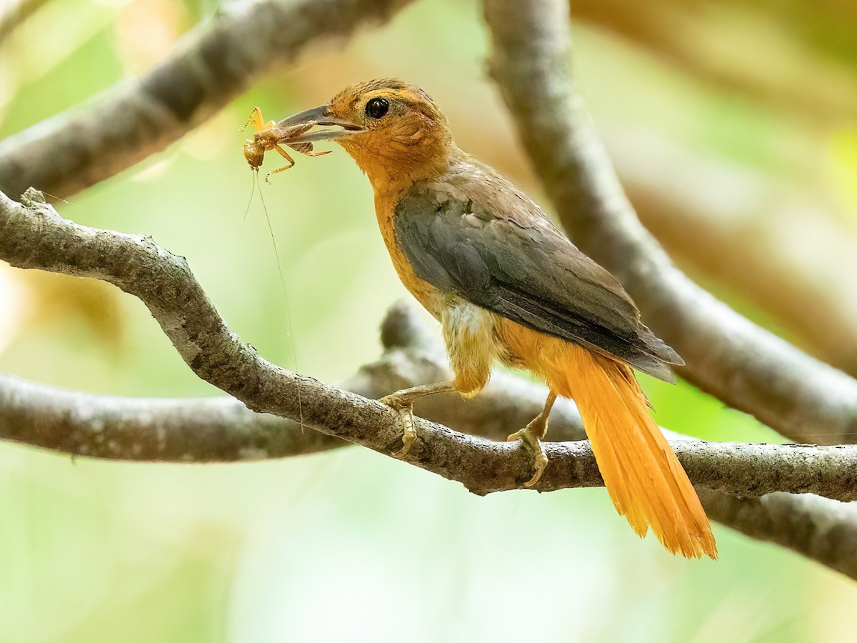 Cinnamon-rumped Foliage-gleaner - Philydor pyrrhodes - Birds of the World