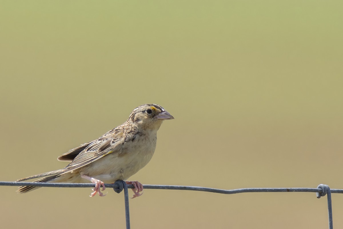Texas eBird Checklist - 19 Jun 2023 - Orange Grove Naval Auxiliary ...