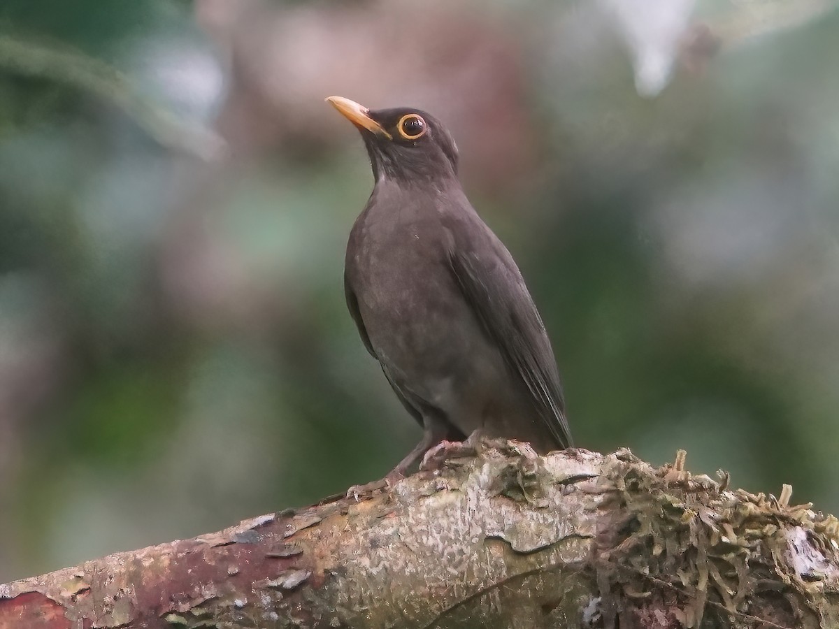 Lawrence's Thrush - Turdus lawrencii - Birds of the World