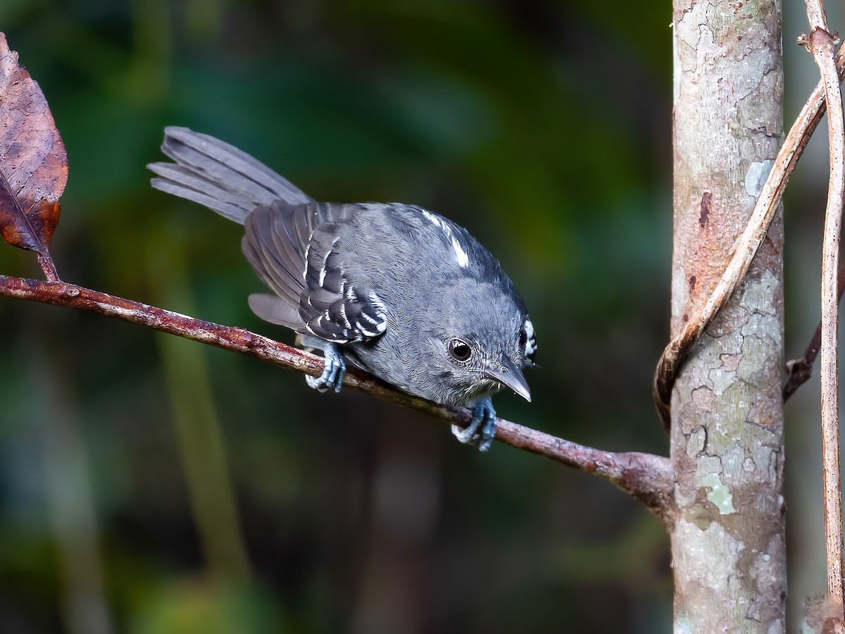 Willis's Antbird - Cercomacroides laeta - Birds of the World