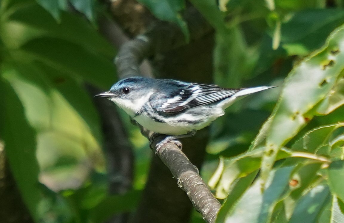 eBird Checklist - 18 Jun 2023 - Blue Ridge Pkwy--Bull Creek Valley ...