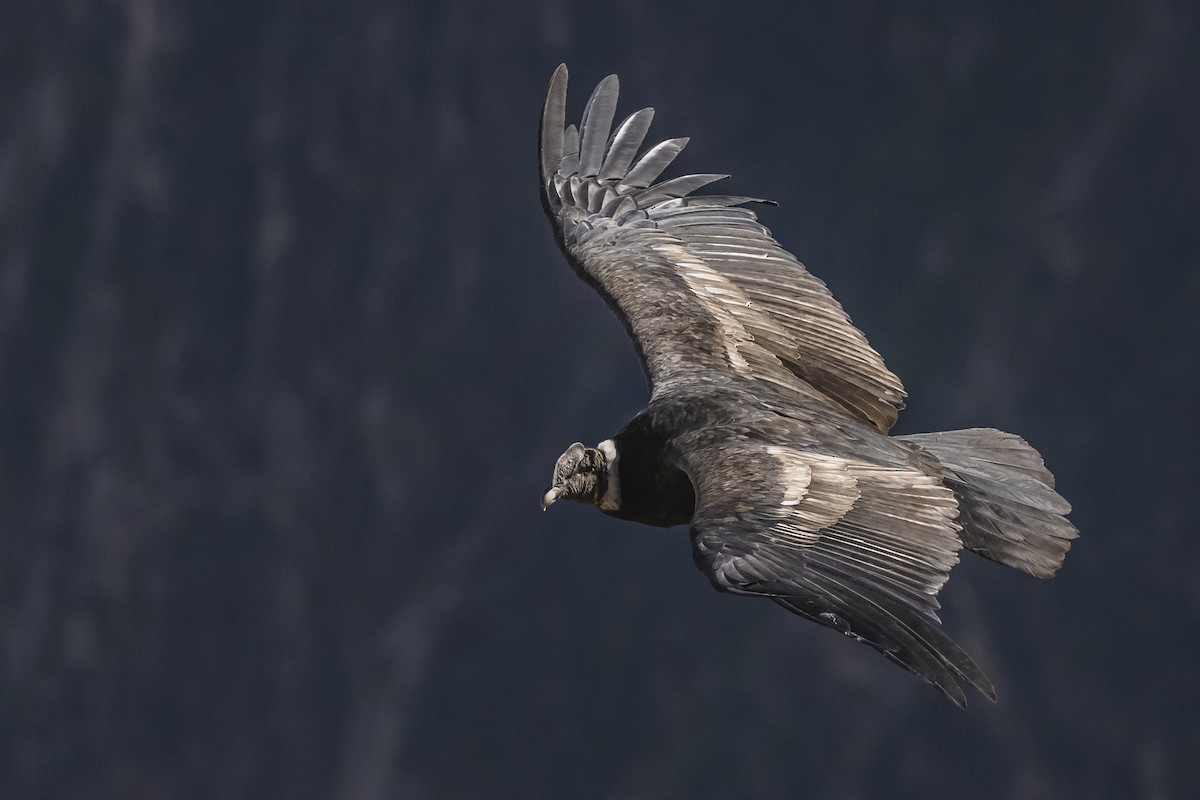 eBird Checklist - 23 Apr 2023 - Cañón Colca--Mirador Cruz del Condor ...