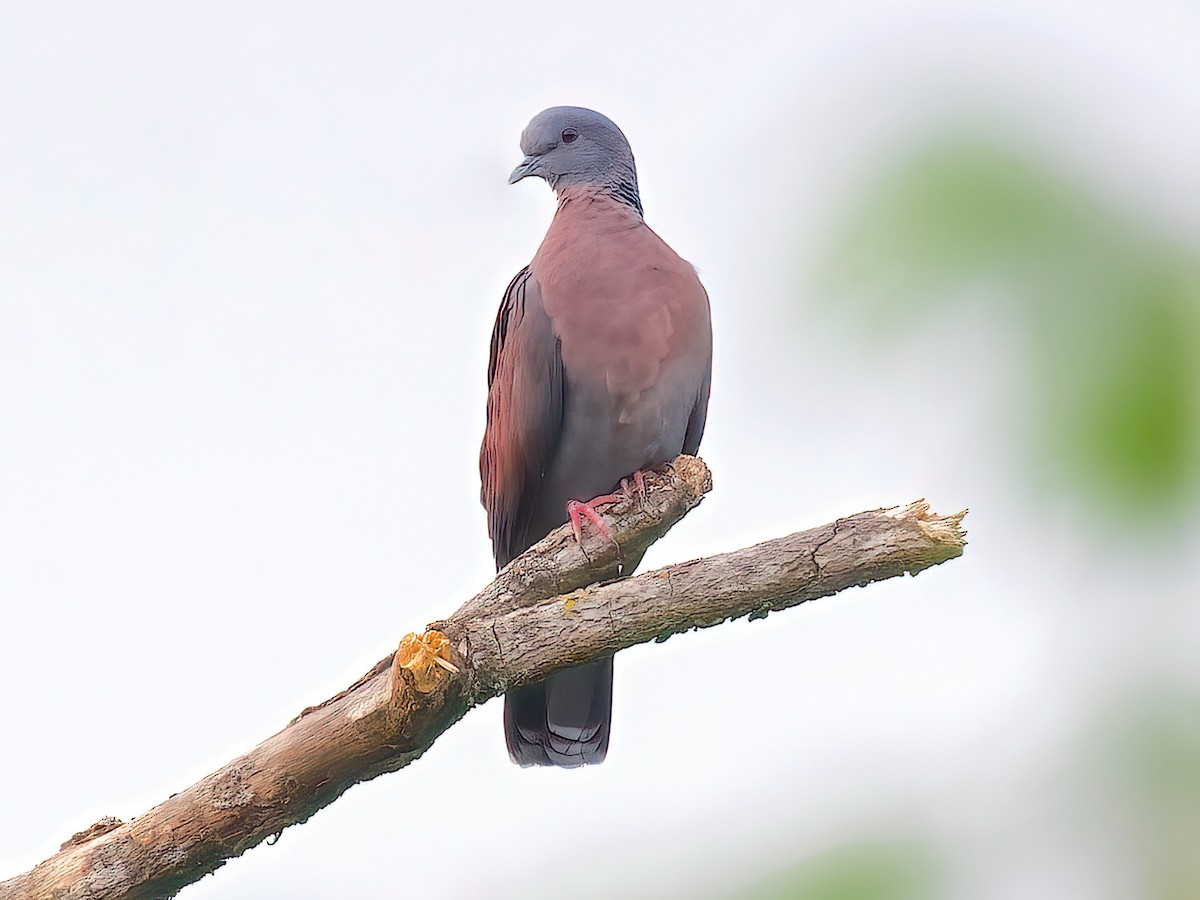 Eastern Bronze-naped Pigeon - Columba delegorguei - Birds of the World