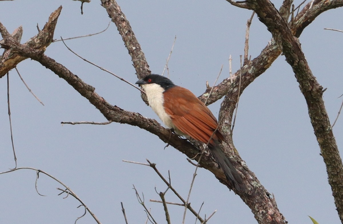 eBird Checklist - 15 Jun 2023 - Savanna W of Nimba - 11 species