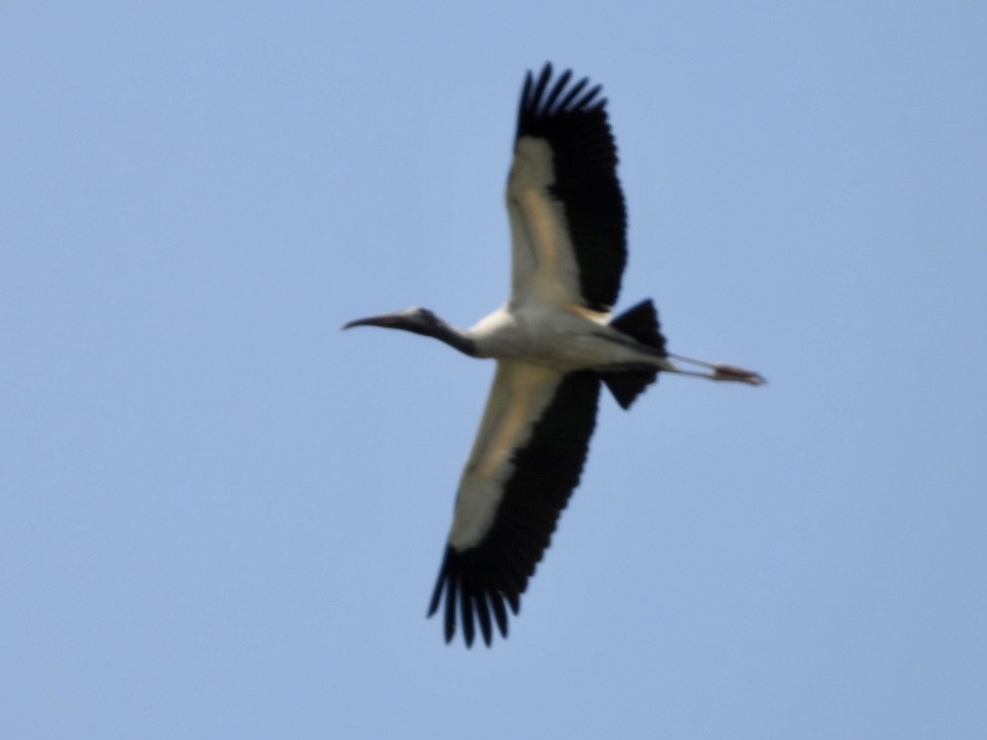 eBird Checklist - 19 Jun 2023 - GTM NERR--Trailhead and Dam - 28 species