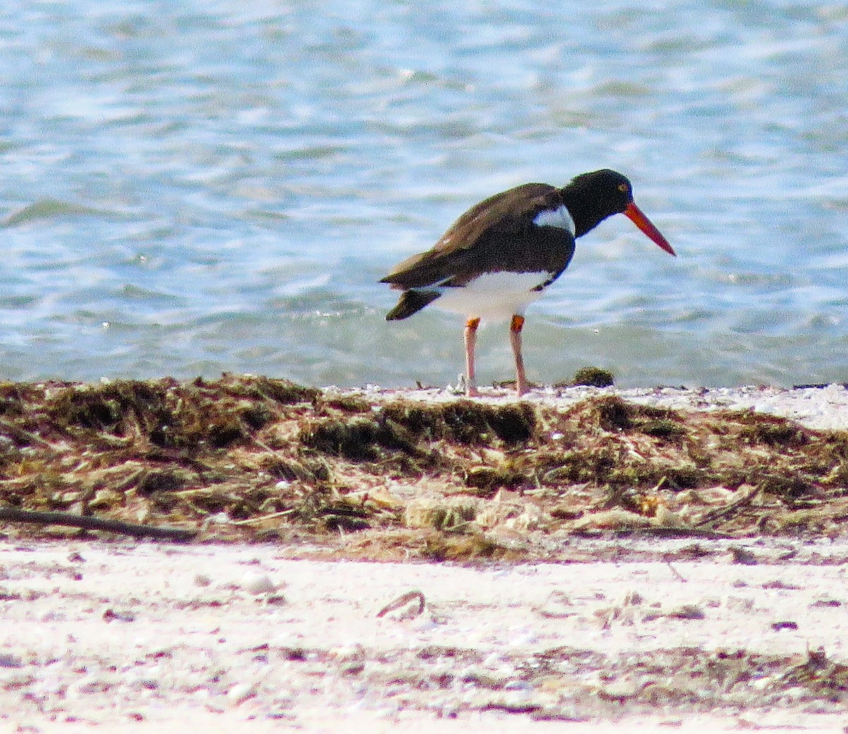 eBird Checklist - 19 Jun 2023 - Carlos Pointe - 27 species