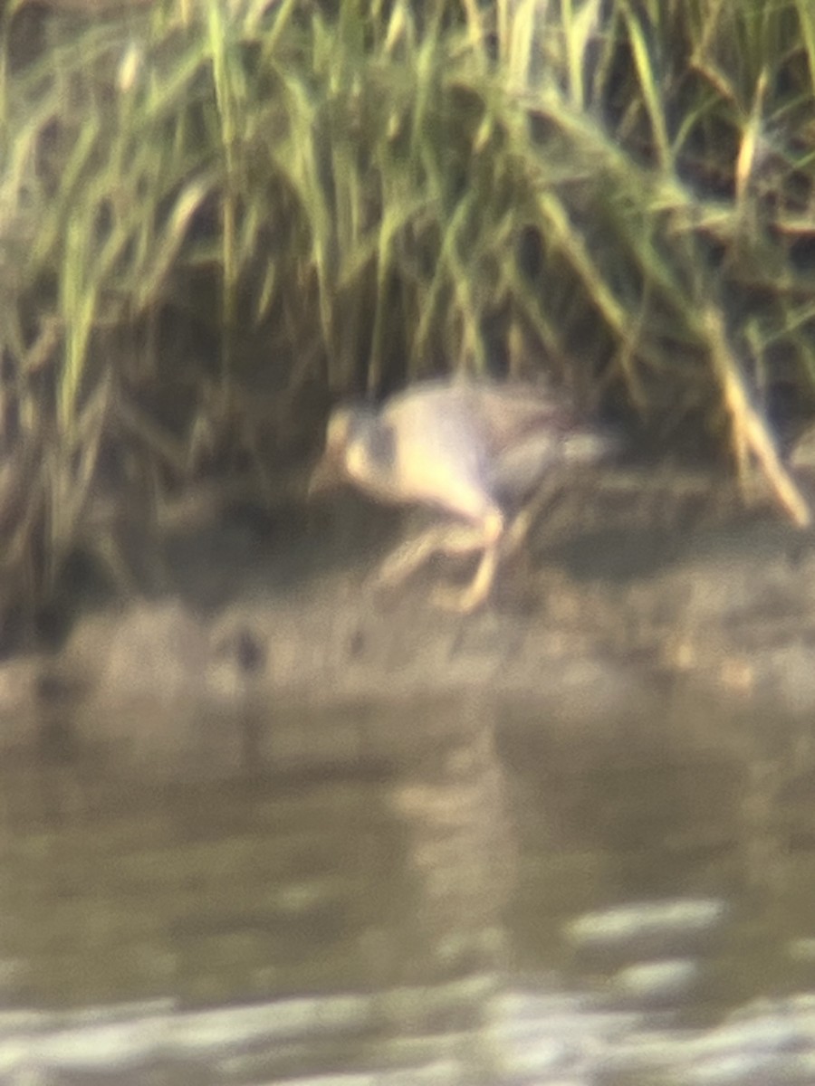 eBird Checklist - 19 Jun 2023 - Edwin B. Forsythe NWR (formerly Brig ...