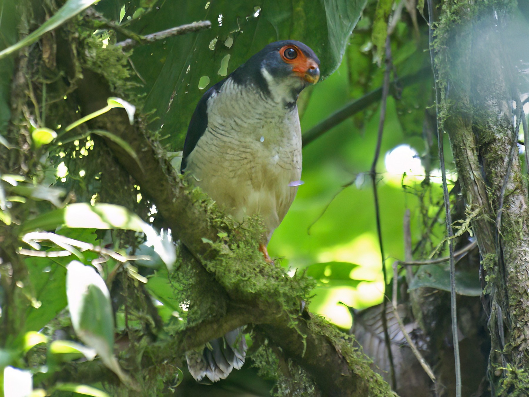 Plumbeous Forest-Falcon - eBird