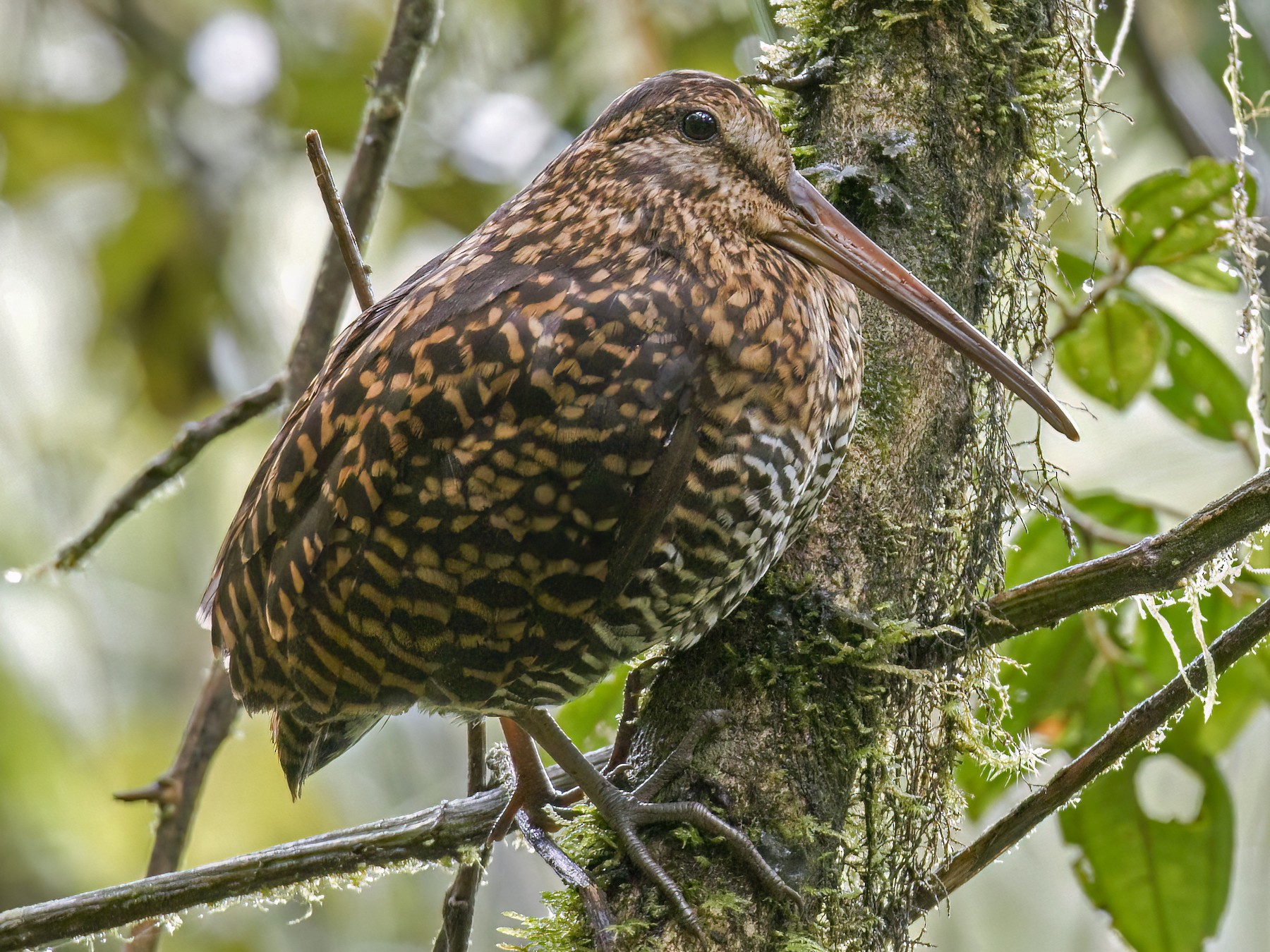 Imperial Snipe - eBird