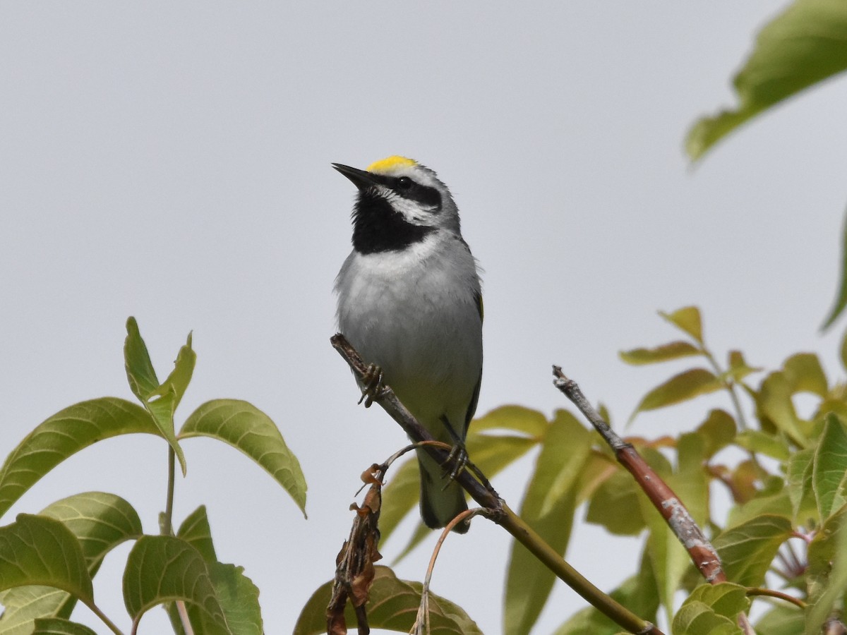 Mass Audubon eBird Checklist - 19 Jun 2023 - 316 Dodge Lane, Whitehall ...