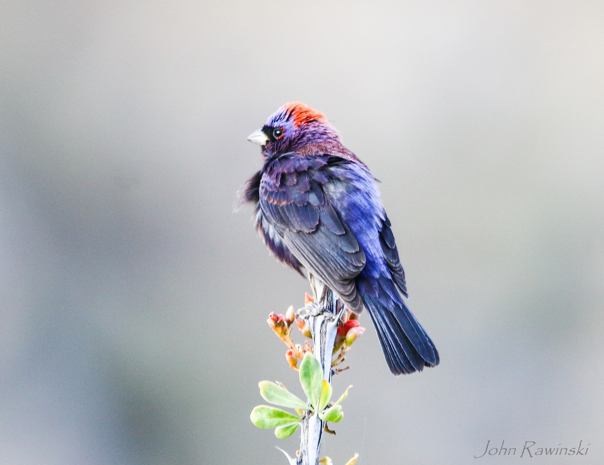 eBird Checklist - 16 Jun 2023 - Box Canyon - 15 species