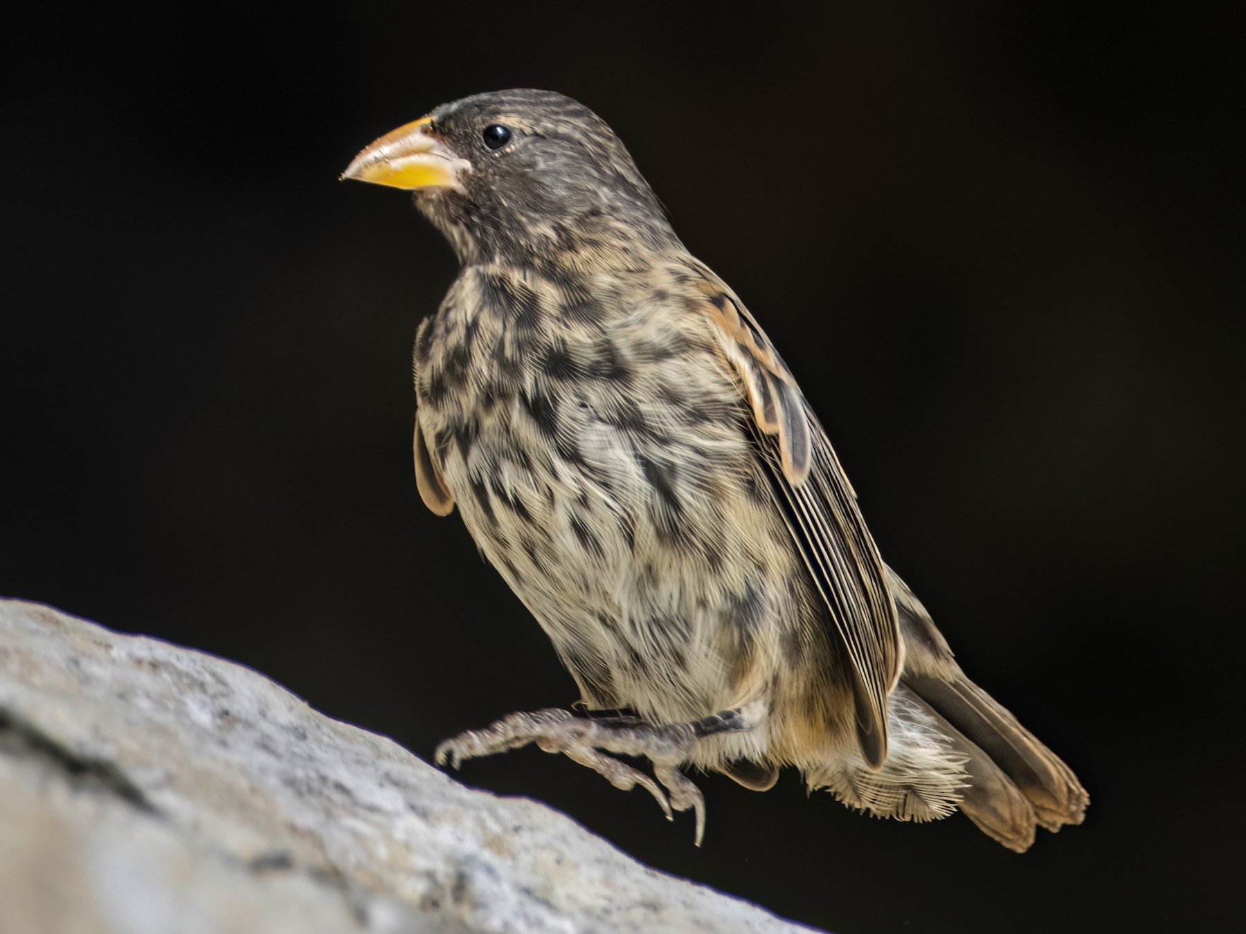 Pinzón de Darwin Chupasangre - eBird